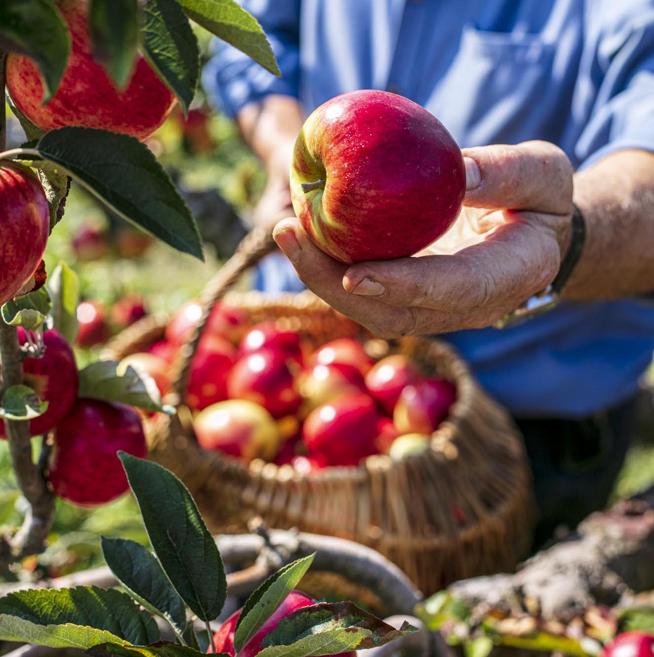 Castle Farm Apple Orchard - Castle Farm Shop
