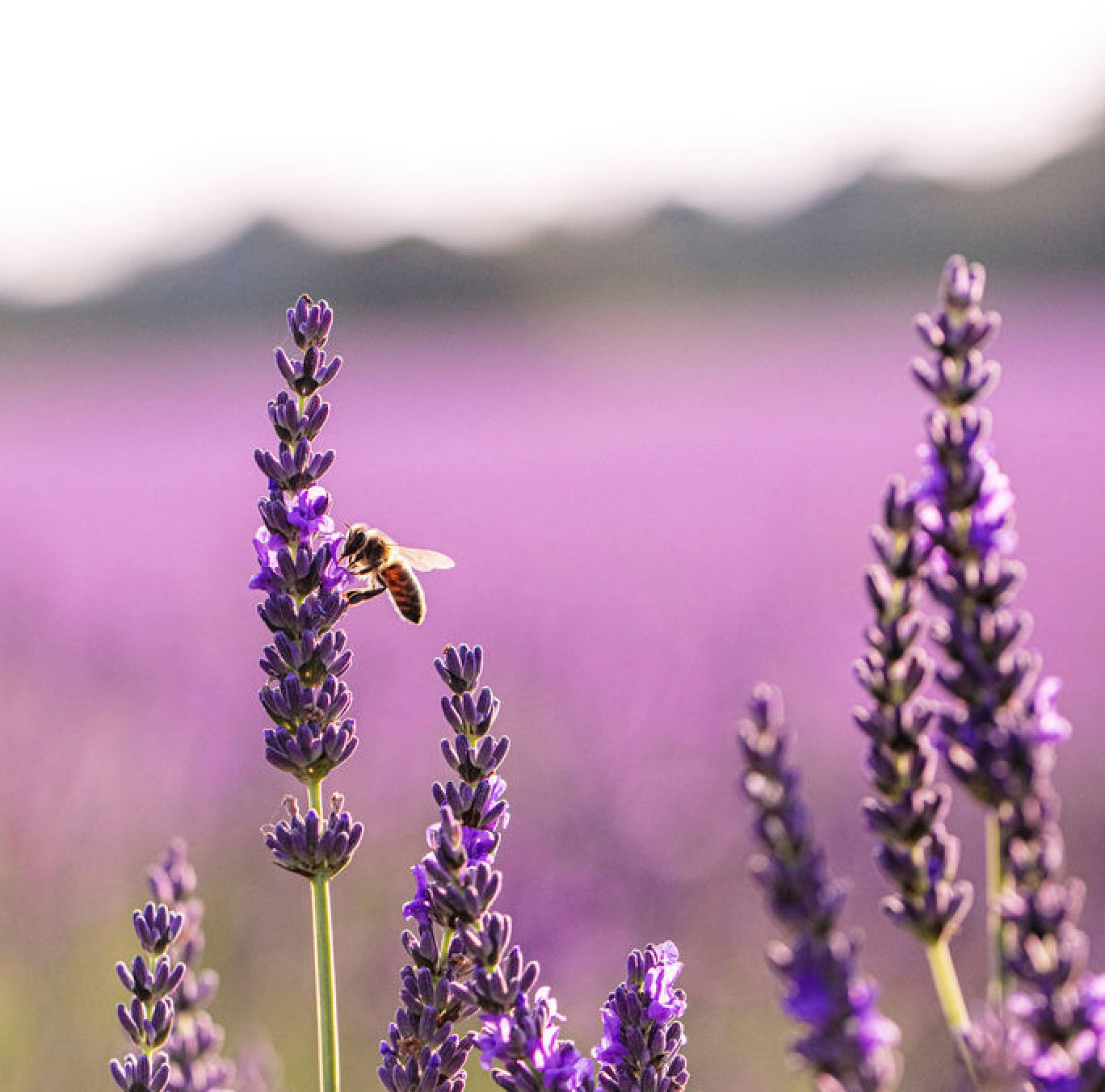 Lavender vs. Lavandin - What is the difference? - Castle Farm Shop