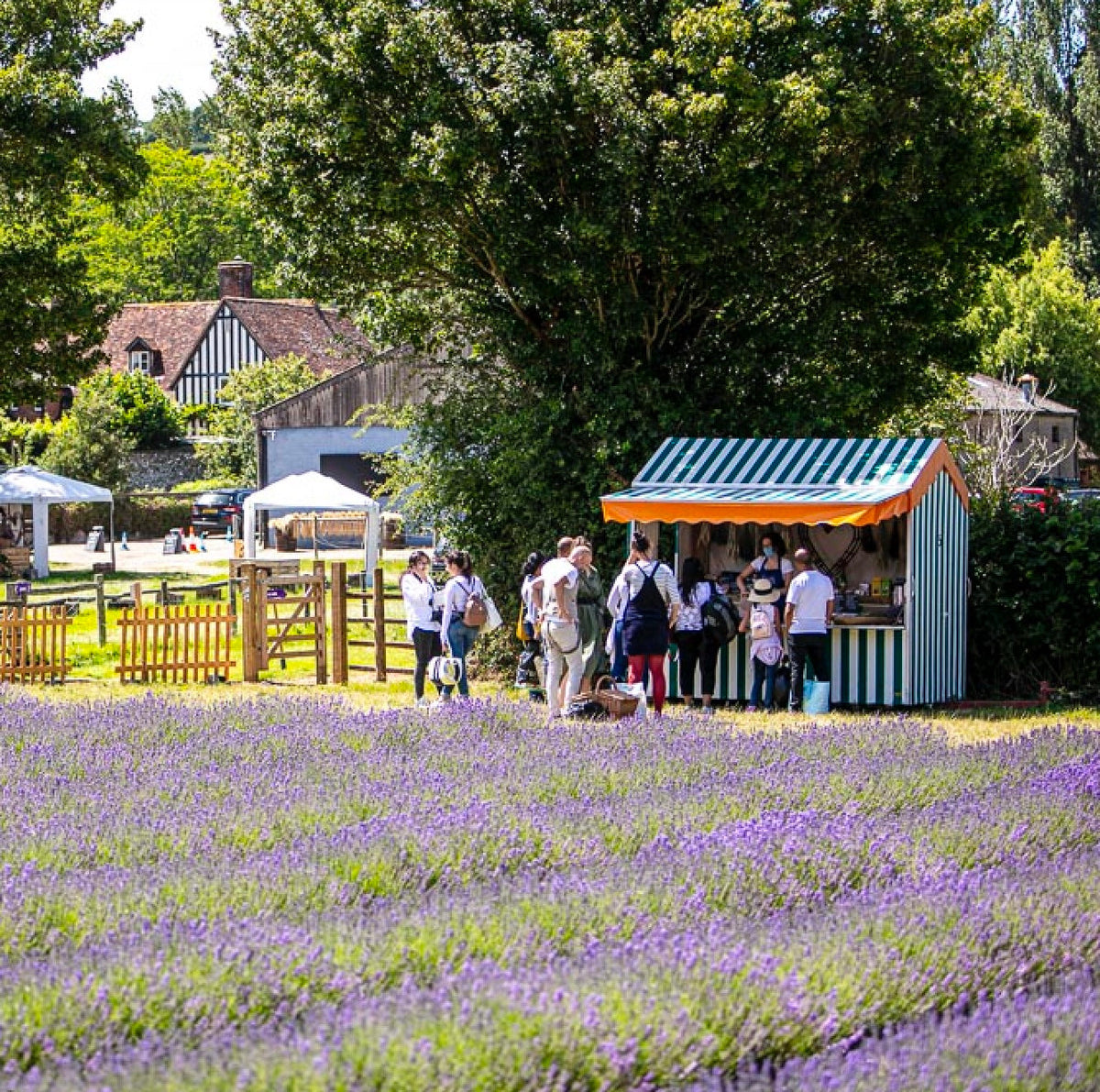Planting Lavender in your garden - Castle Farm Shop