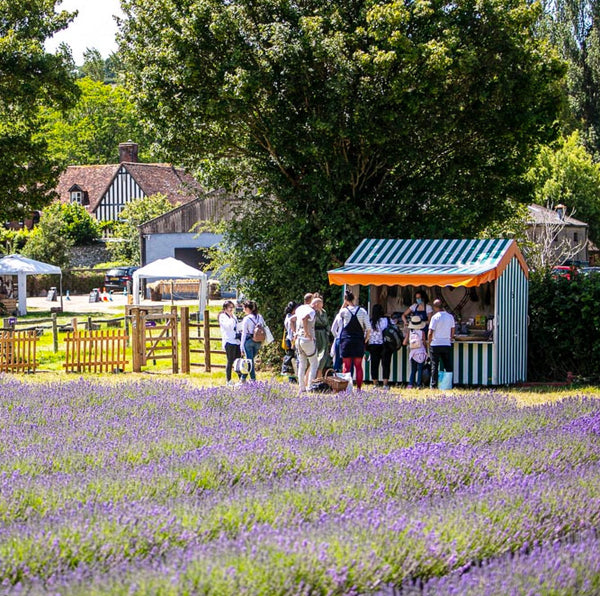 Planting Lavender in your garden - Castle Farm Shop