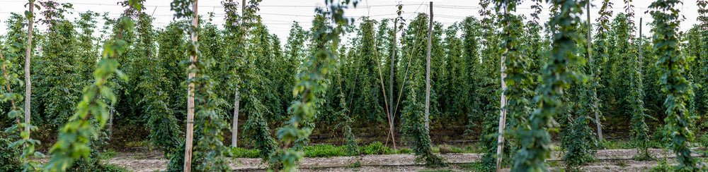 Hops, Hop Plants & Hops Products for UK Delivery - Castle Farm Shop