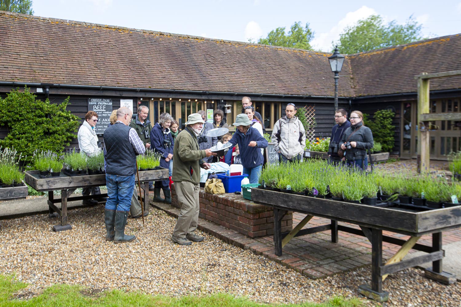Castle Farm Gallery - Lavender Fields - Castle Farm Shop