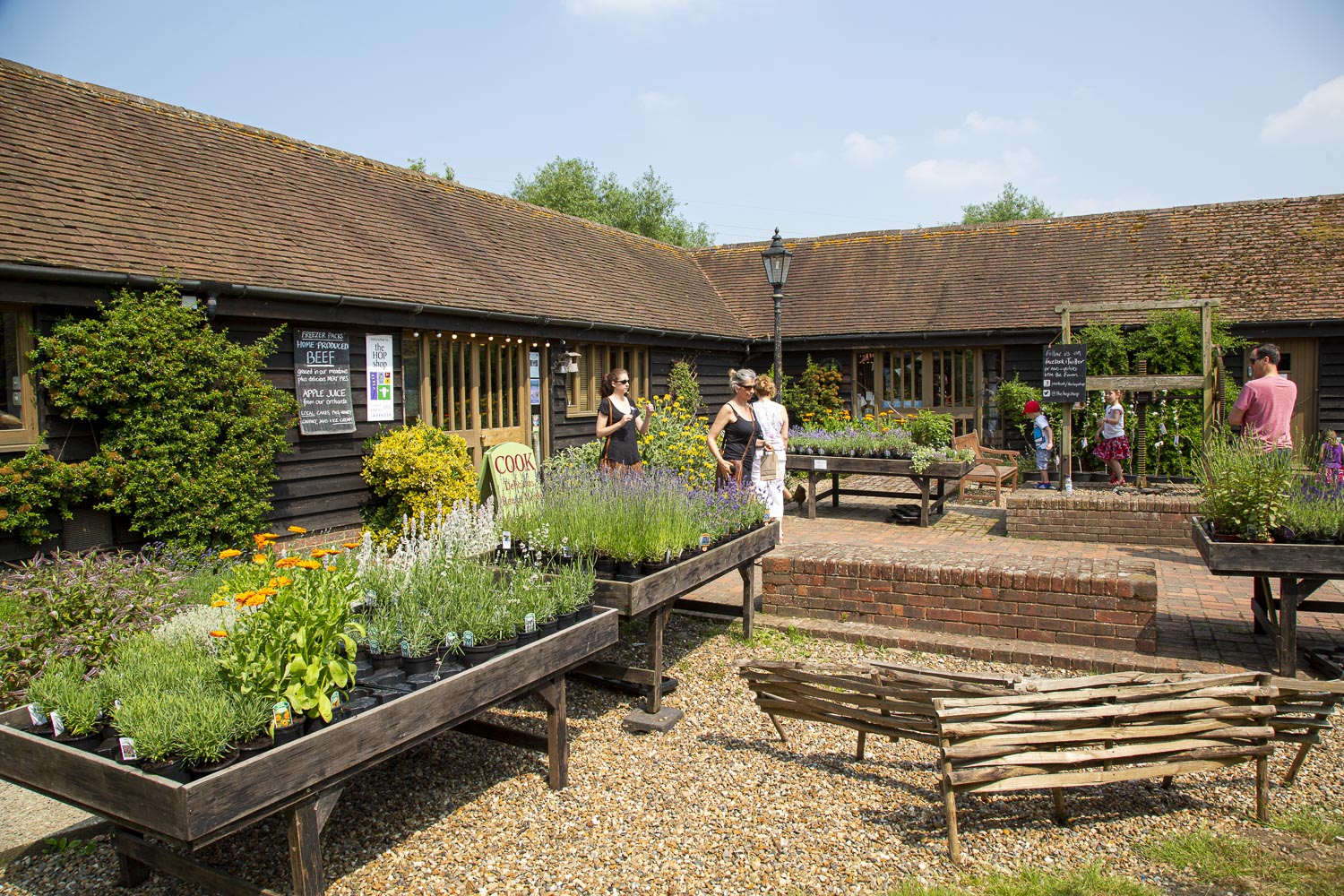 Castle Farm Gallery - Lavender Fields - Castle Farm Shop