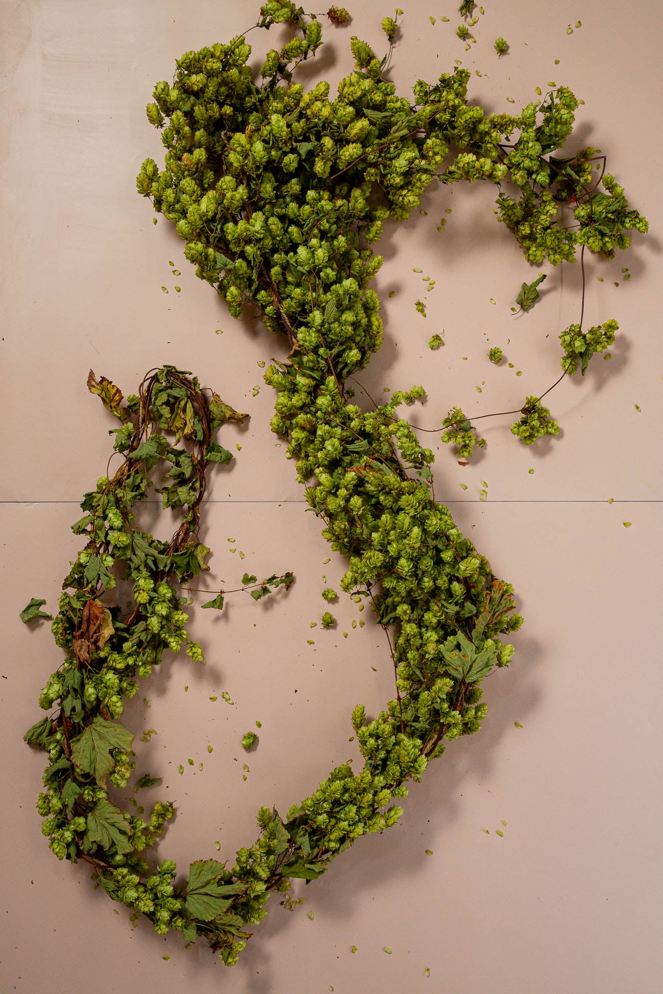 Hops, Hop Plants & Hops Products for UK Delivery - Castle Farm Shop