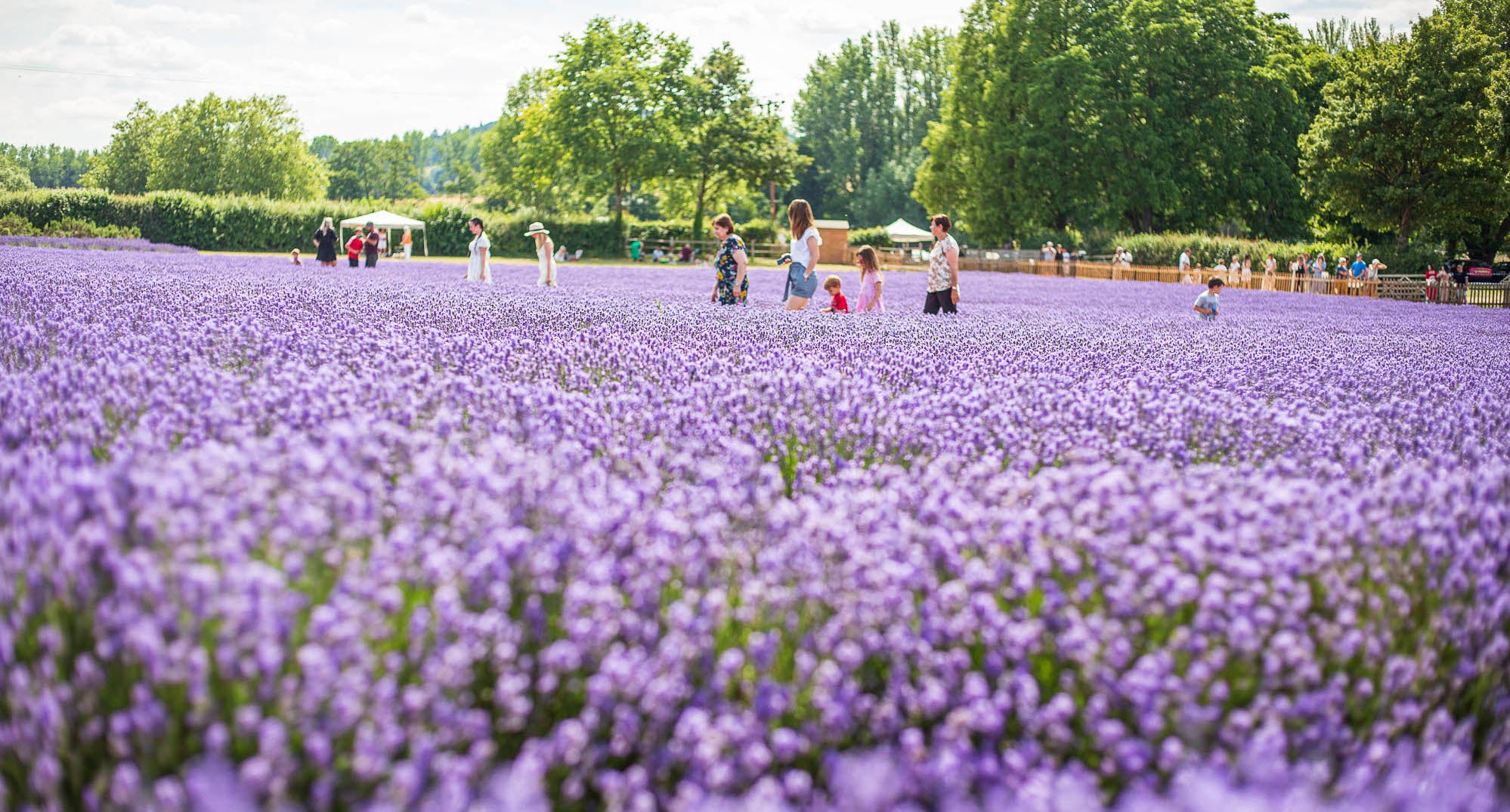 Castle Farm - Lavender Farm Kent - Castle Farm Shop