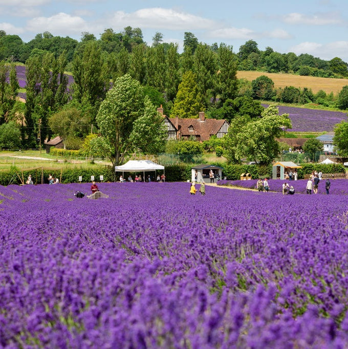 The Castle Farm Shop