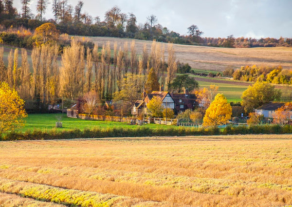 Castle Farm - Lavender Farm Kent - Castle Farm Shop