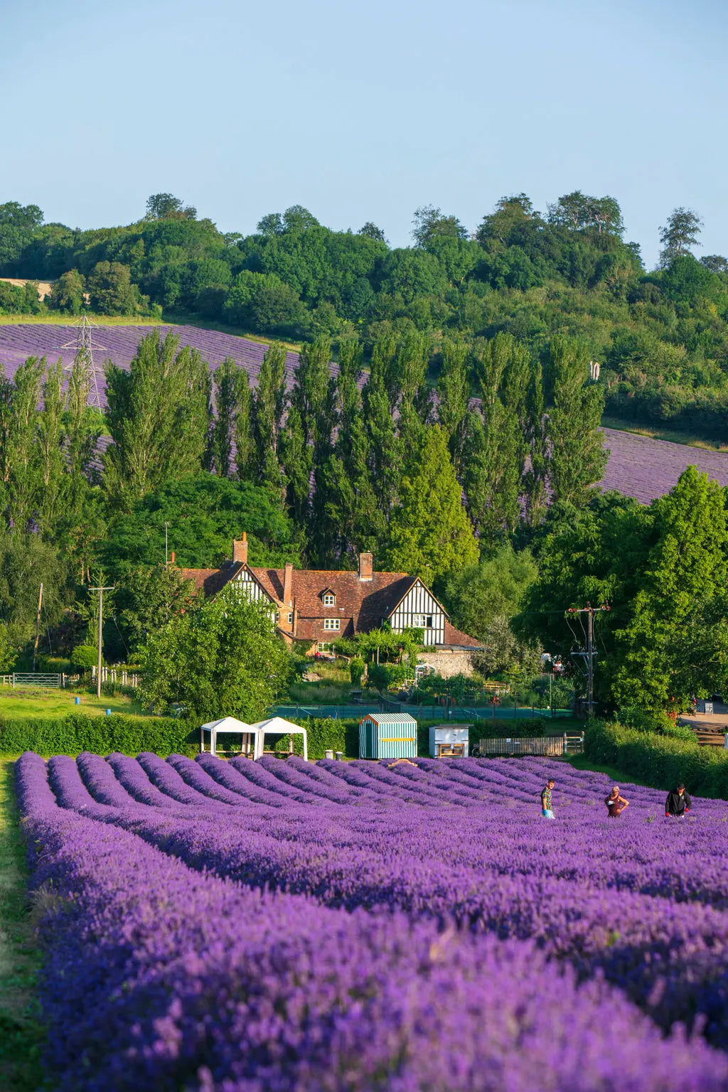 Castle Farm - Lavender Farm Kent - Castle Farm Shop