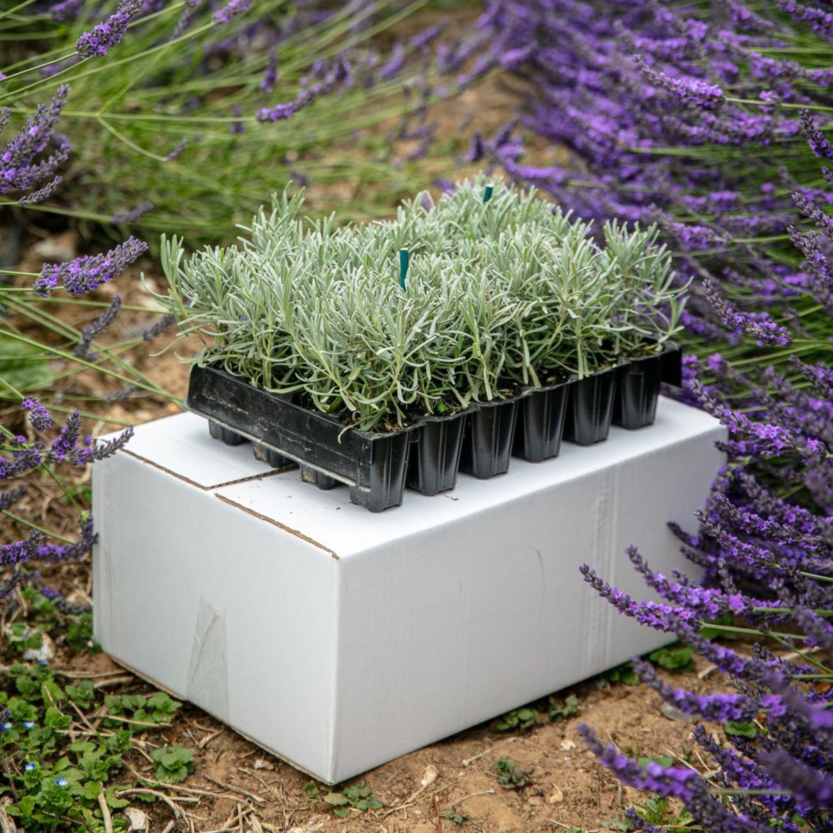 Fresh Lavender Bunches & Plants - Castle Farm Shop