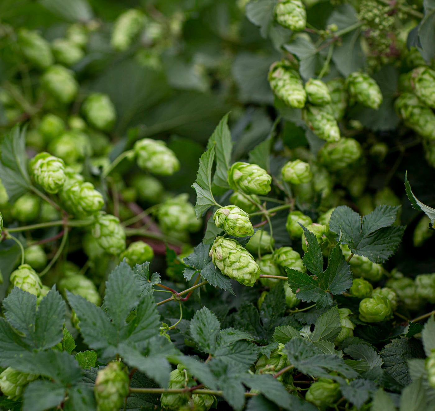 Hops, Hop Plants & Hops Products for UK Delivery - Castle Farm Shop