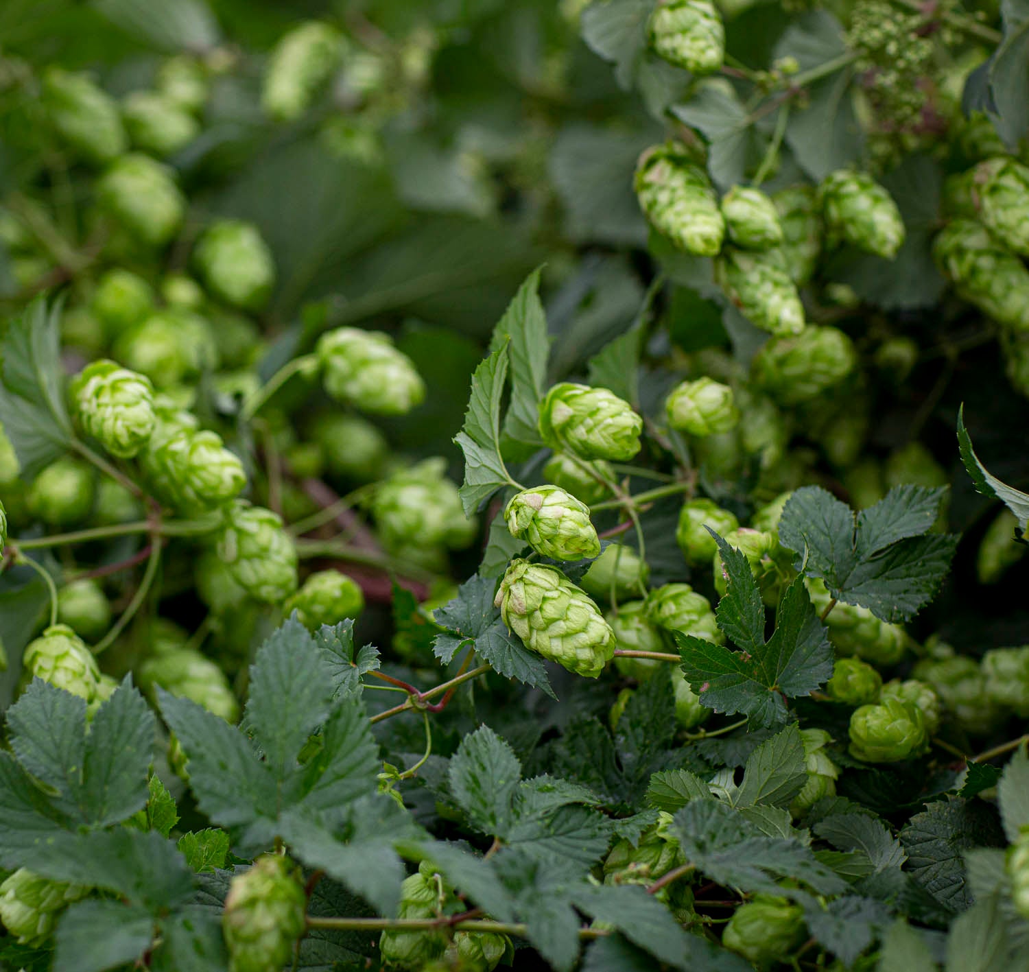Hops, Hop Plants & Hops Products for UK Delivery - Castle Farm Shop