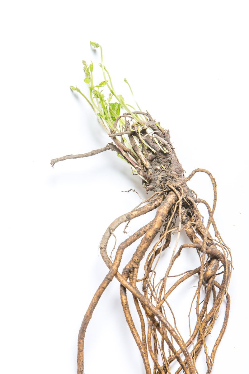 Hops, Hop Plants & Hops Products for UK Delivery - Castle Farm Shop